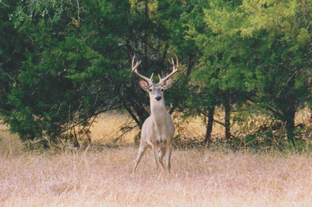Photos Of Carey Wildlife Preserve